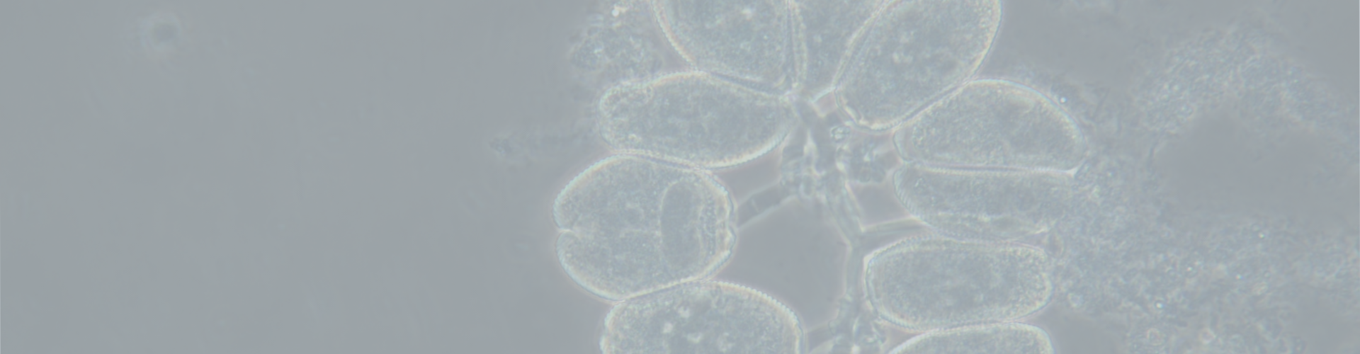 Microbial Resource Research Infrastructure
